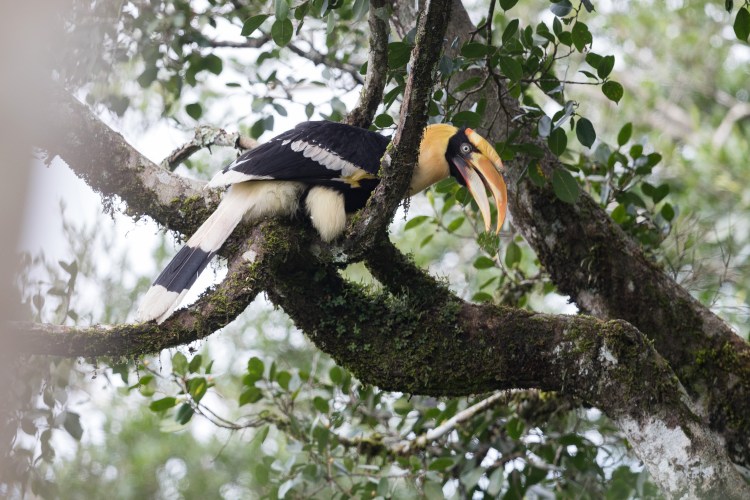 Anamalai Tiger Reserve (Valparai area), October 2019: Trip Report ...