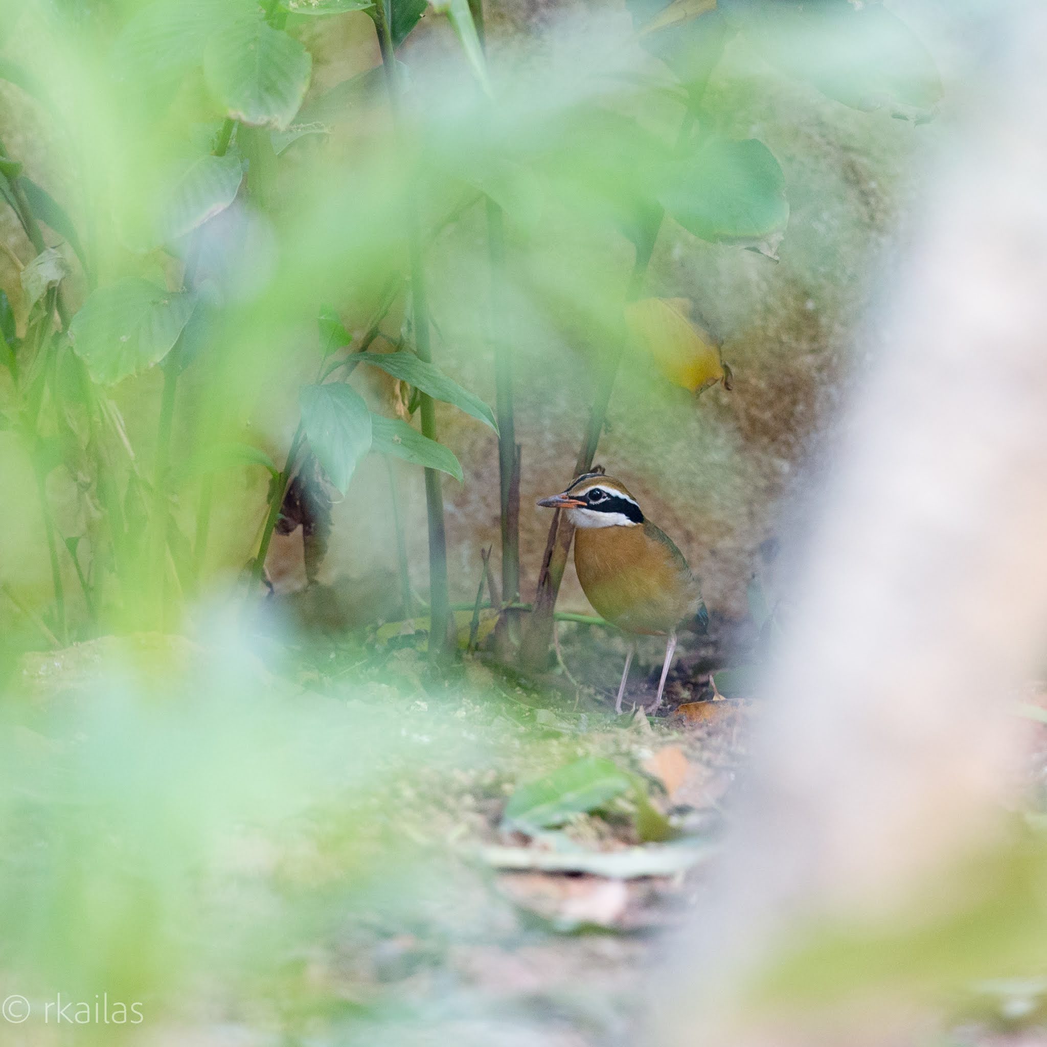 Backyard birding in Chennai gets a fillip at this time of the year ...