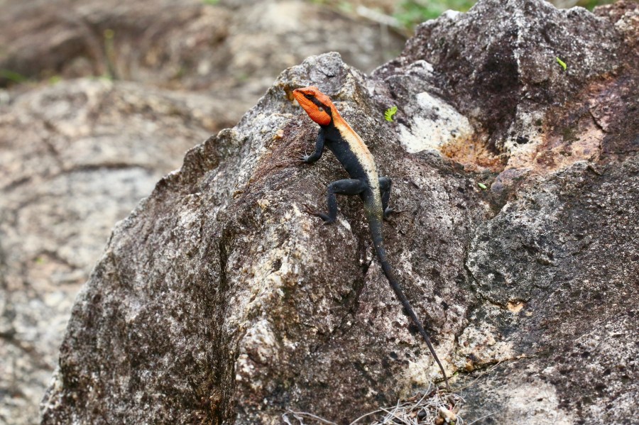 Some memories from the Kalakad Mundanthurai Tiger Reserve (KMTR ...