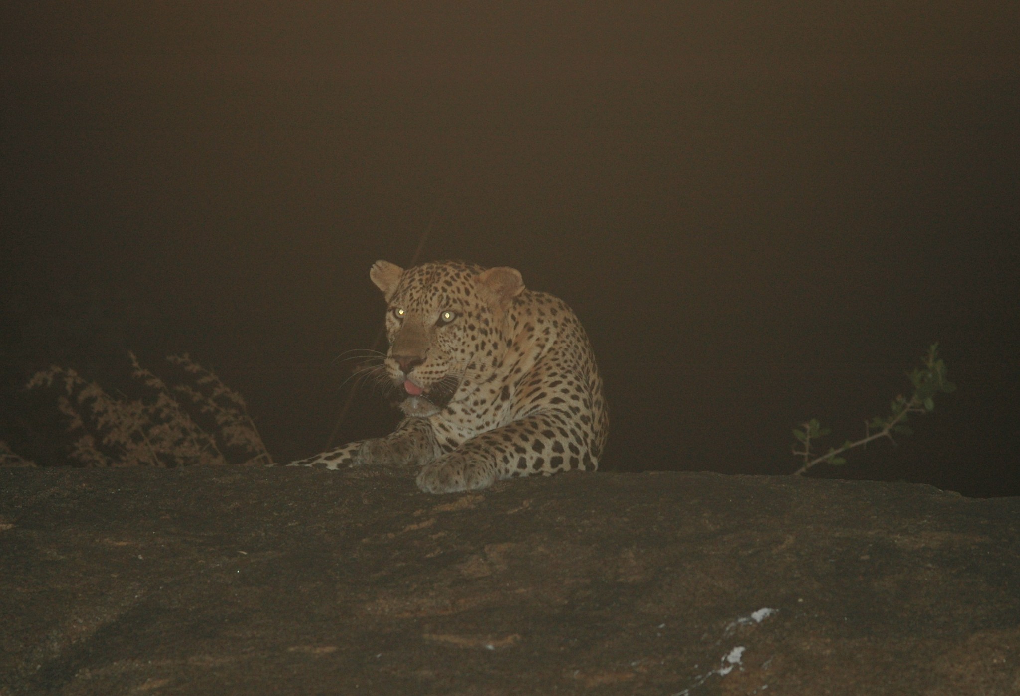 Some memories from the Kalakad Mundanthurai Tiger Reserve (KMTR ...