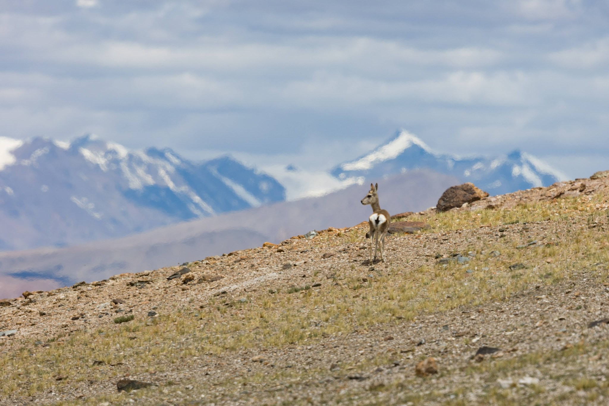 Pallas’s Cat, Tibetan Fox, Tibetan Gazelle and more, Ladakh July 2022 ...