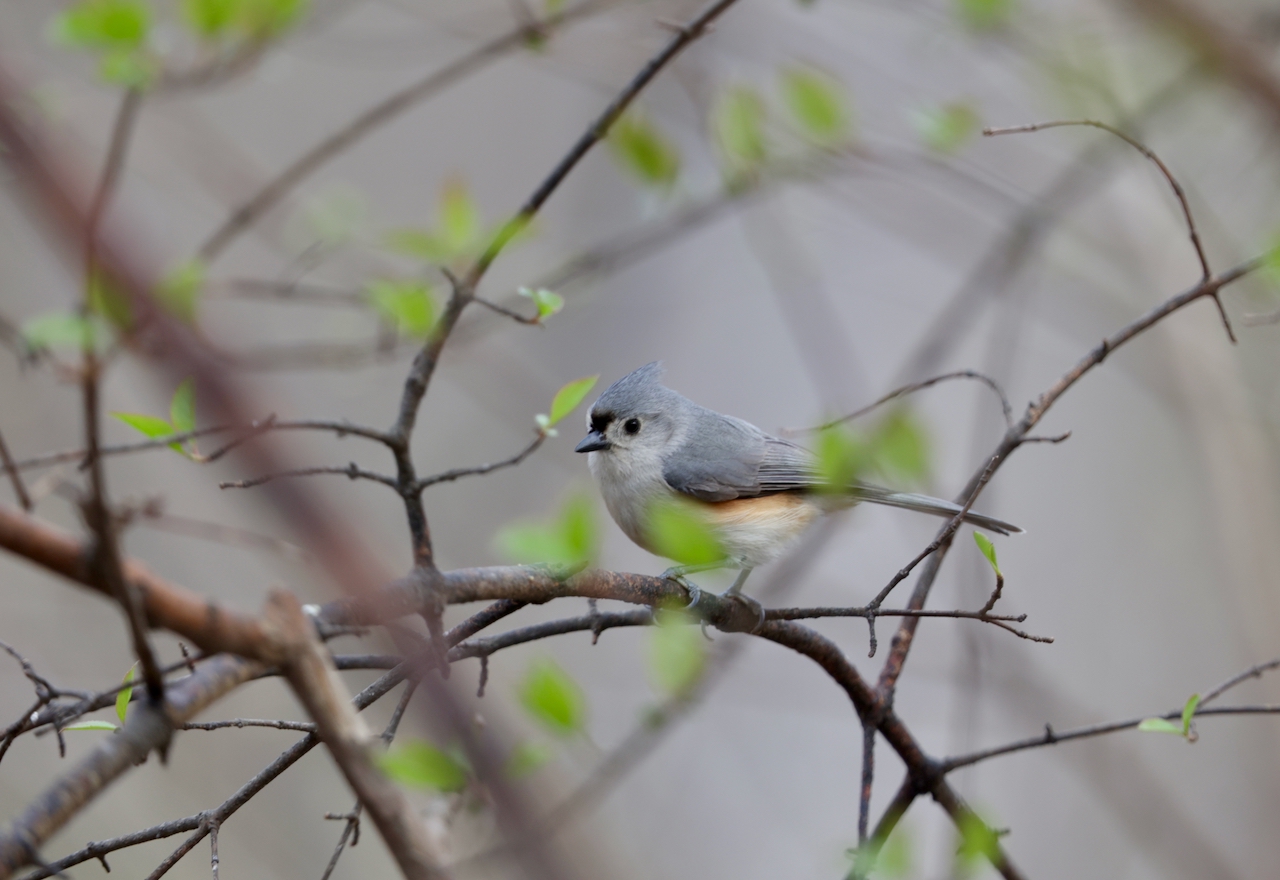 One Spring morning at NYC’s Central Park – Ficus Wildlife and Natural ...