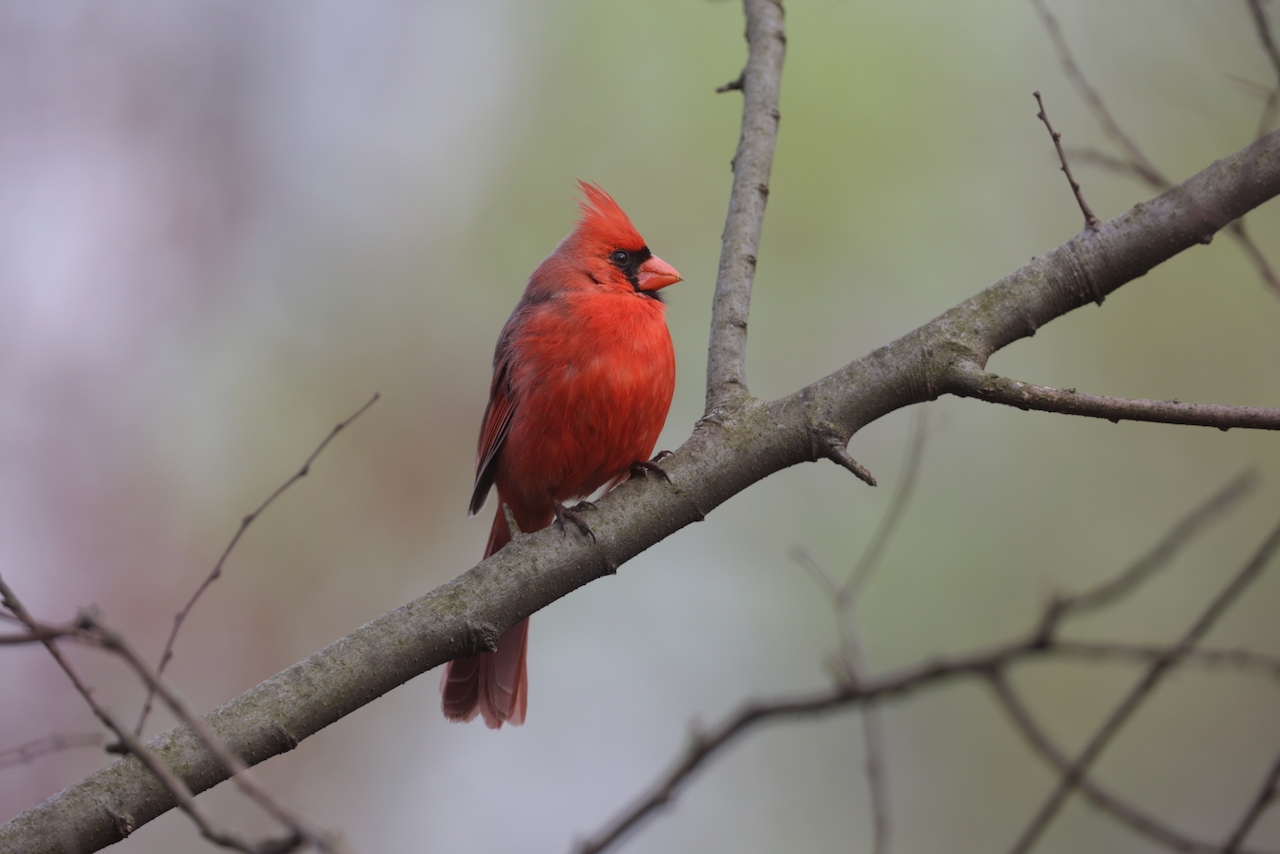 One Spring morning at NYC’s Central Park – Ficus Wildlife and Natural ...