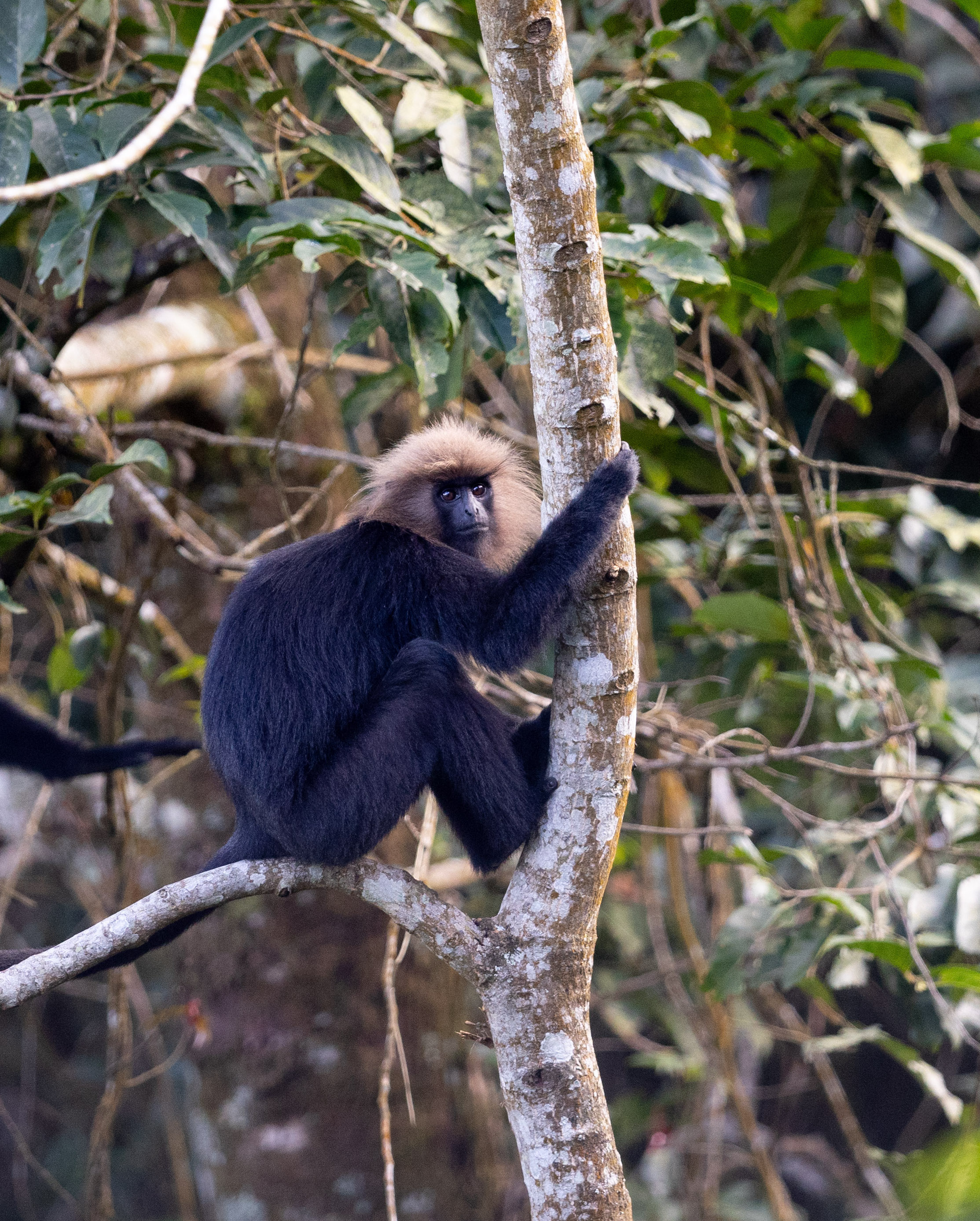 Lion-tailed Macaque, Indian Porcupine and Wayanad Laughingthrush ...