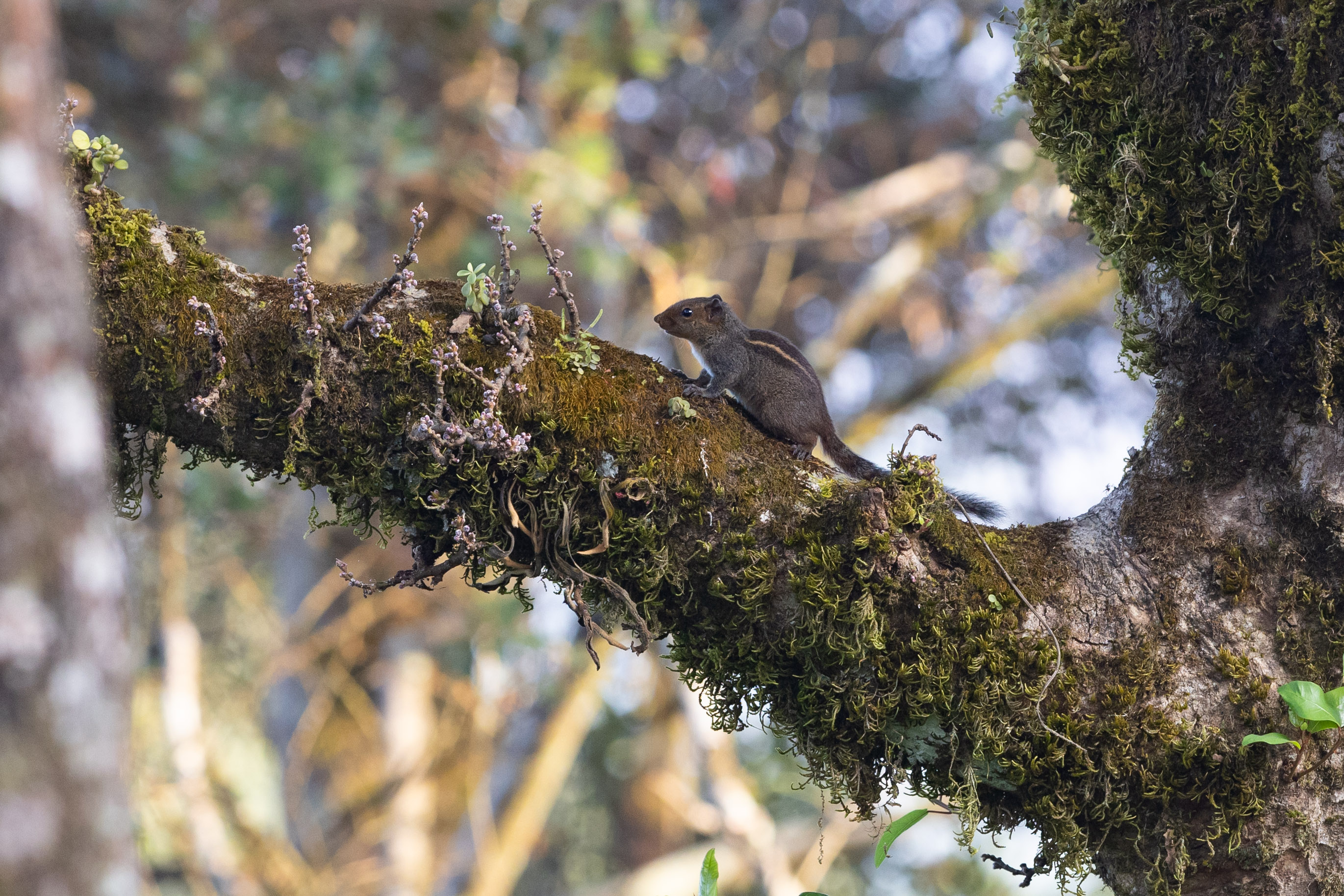 Lion-tailed Macaque, Indian Porcupine and Wayanad Laughingthrush ...
