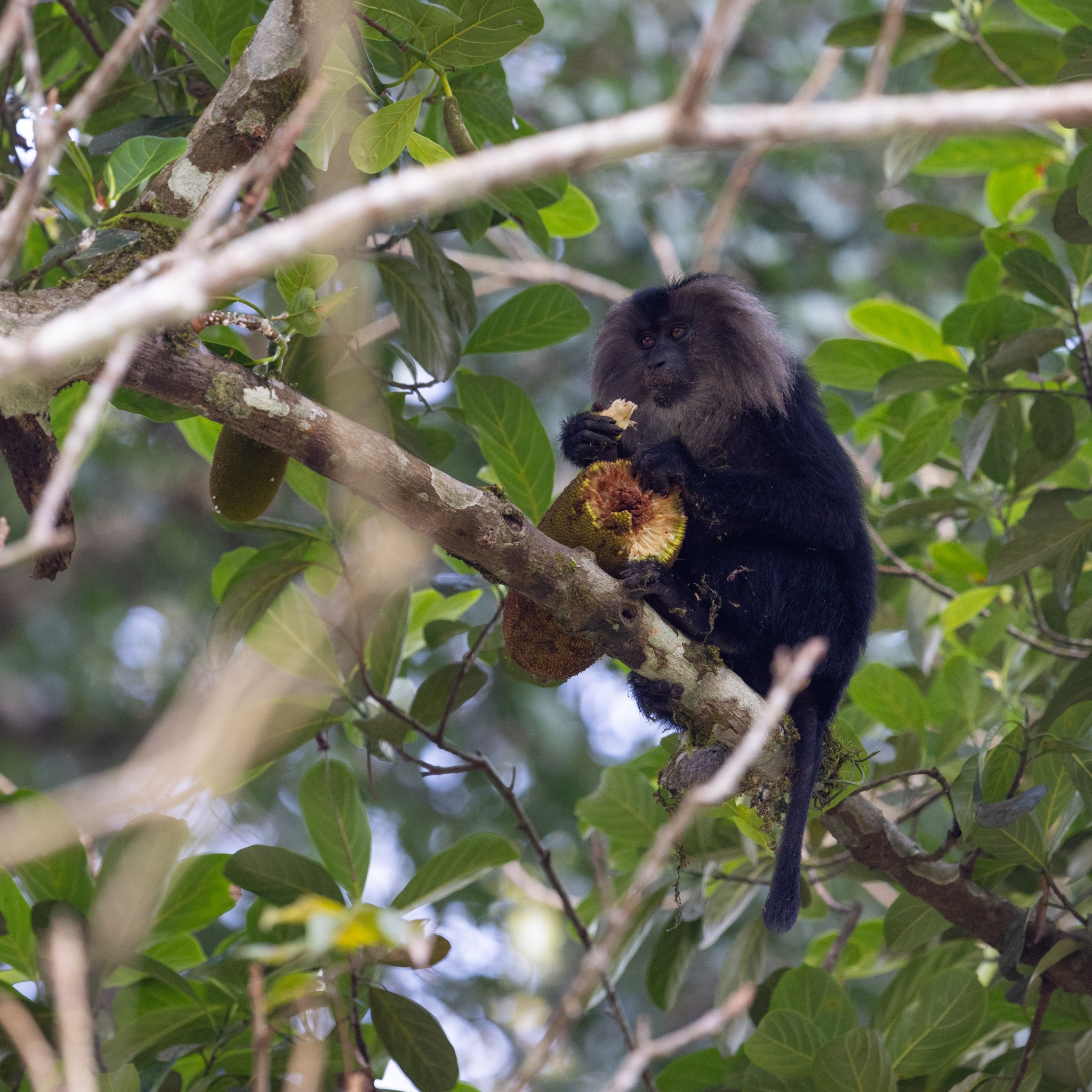 Lion-tailed Macaque, Indian Porcupine and Wayanad Laughingthrush ...