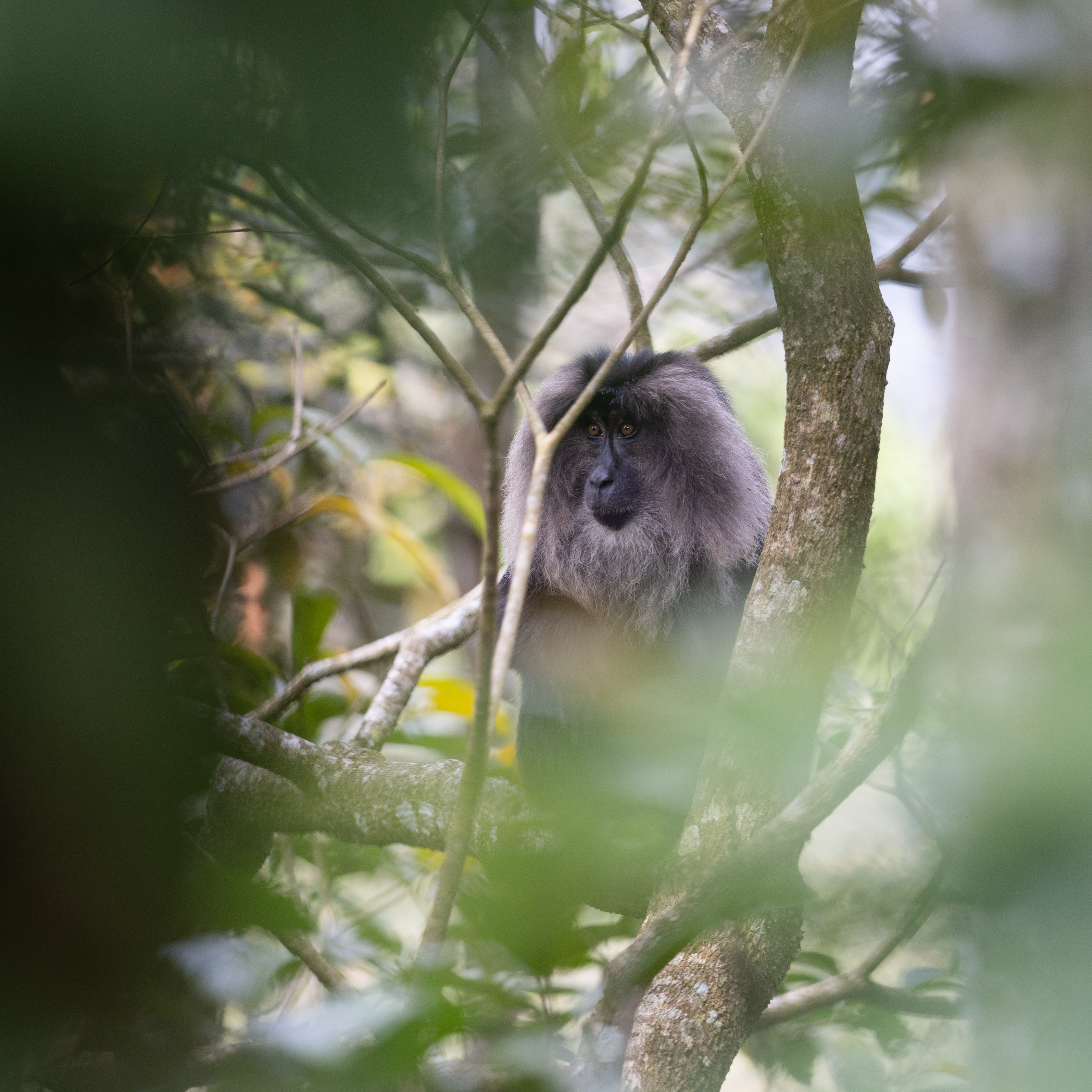 Lion-tailed Macaque, Indian Porcupine and Wayanad Laughingthrush ...