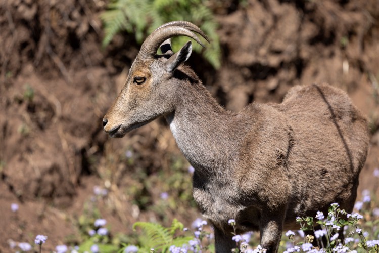 Endemic Mammals and Birds: Western Ghats, February 2025 – Ficus ...